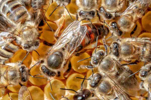 All About Nurse Bees - The Efficient Caretakers of the Hive - Minneopa ...