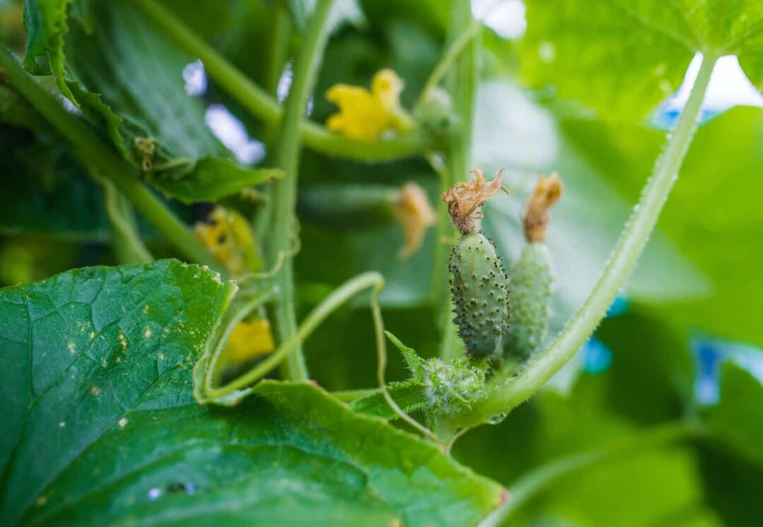 All About Picklebush Cucumbers - Minneopa Orchards