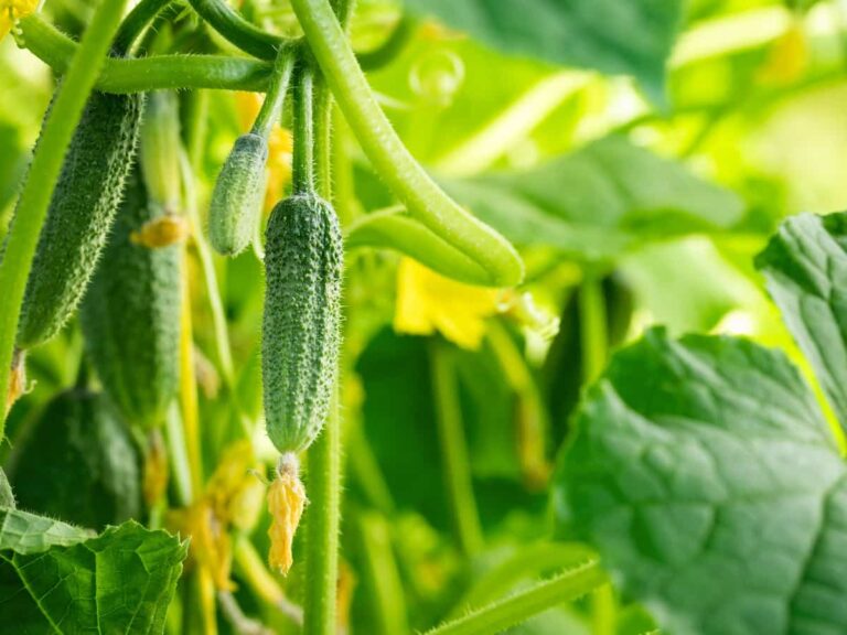 All About Picklebush Cucumbers - Minneopa Orchards