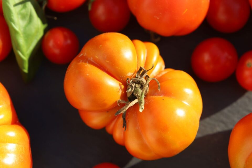 All About Growing and Enjoying the Delicious Persimmon Tomato ...