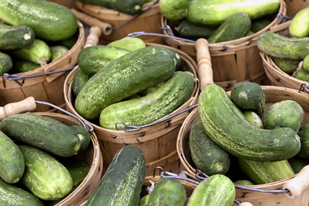 The Curious Pick-a-Bushel Cucumbers - Minneopa Orchards