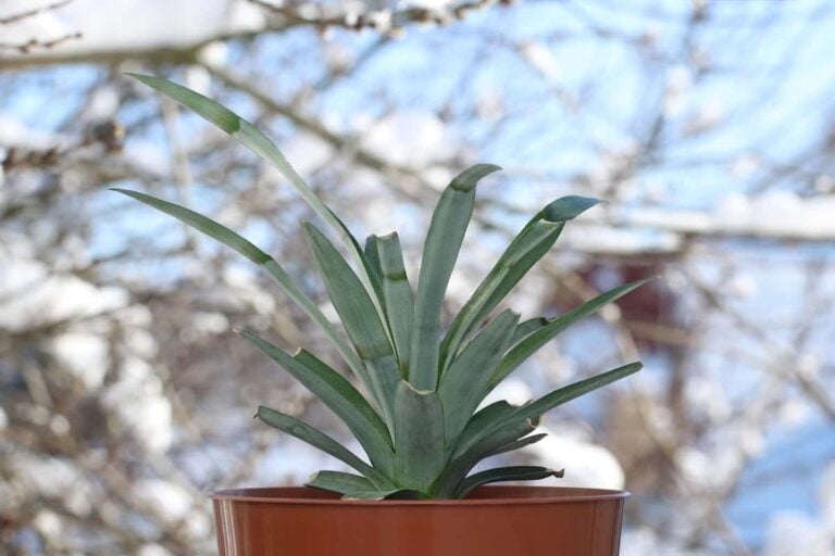 Propagating Pineapple: A Sweet Guide for Tropical Fruits - Minneopa ...