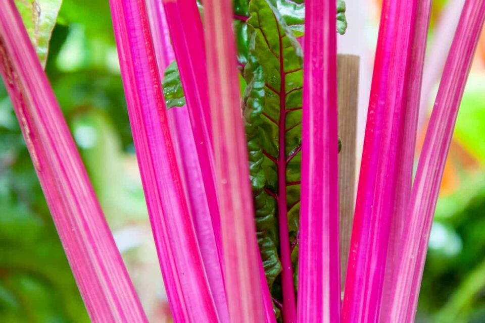 How to Plant Swiss Chard - Minneopa Orchards