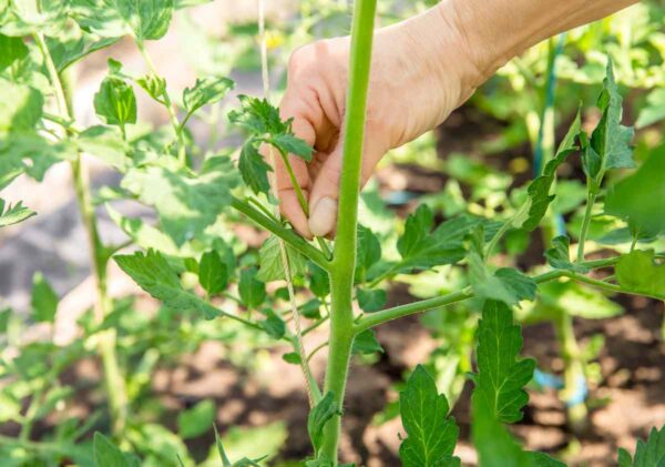 All About Planting and Growing the Supersonic Tomato - Minneopa Orchards