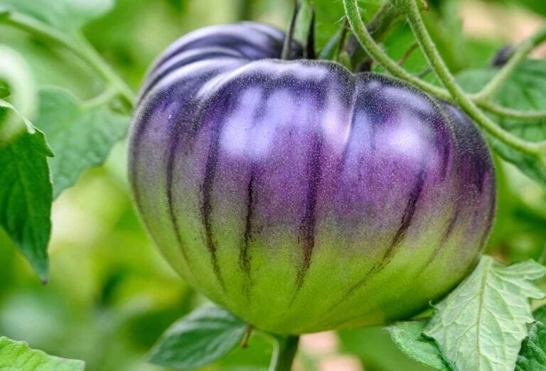 All About Growing and Enjoying the Beautiful Sart Roloise Tomato ...