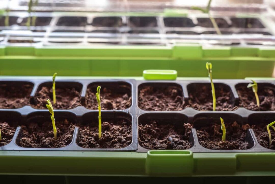 The 4 Best Seed Starting Kits With Lights - Minneopa Orchards