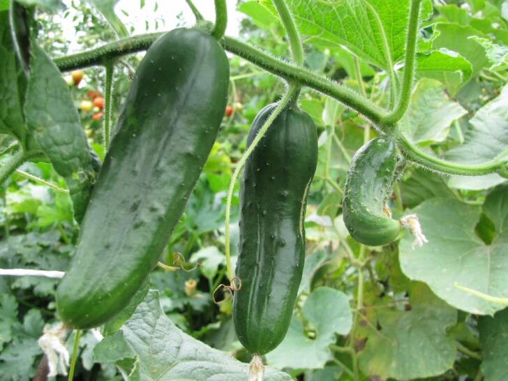 The Complete Guide to Growing Cucumbers - Minneopa Orchards