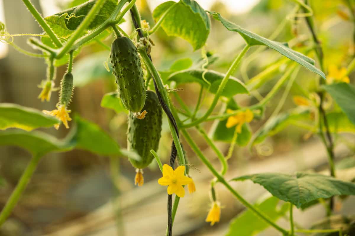 The Complete Guide to Growing Cucumbers - Minneopa Orchards