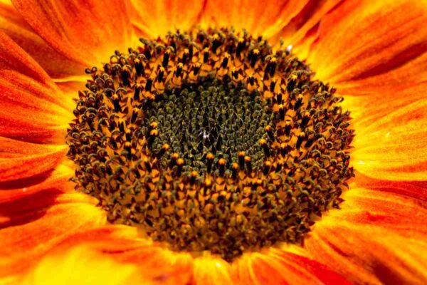 Soraya Sunflower: How to Plant and Nurture This Gorgeous Blossom ...