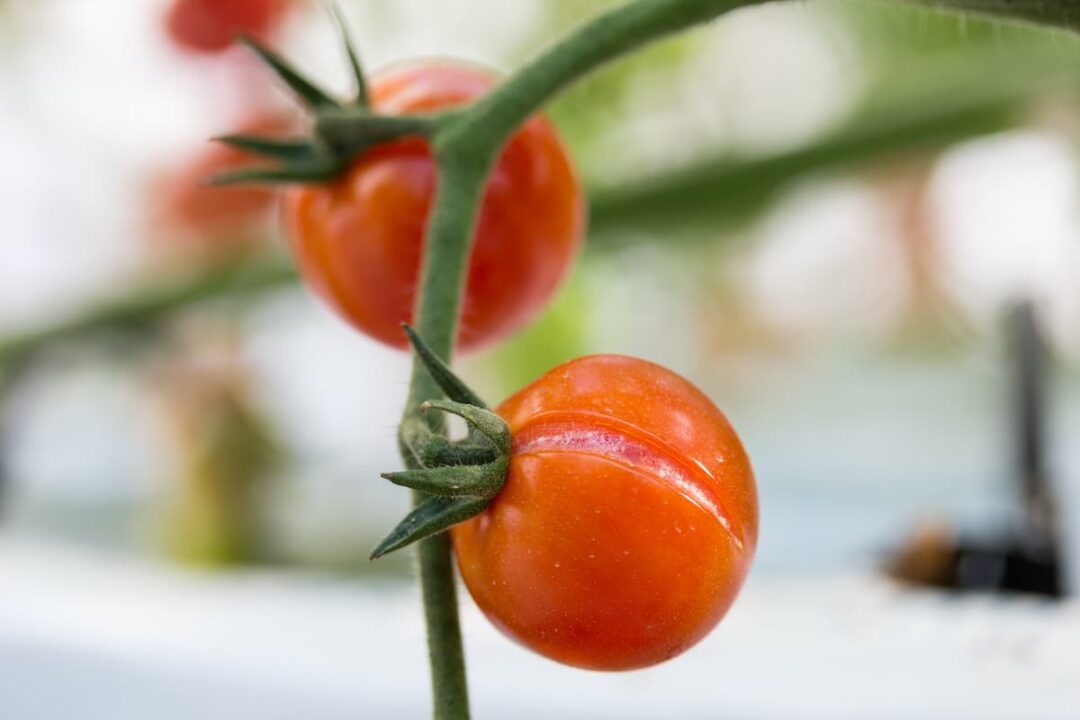 Why Are My Tomatoes Splitting? (And How Do I Prevent It?) - Minneopa ...