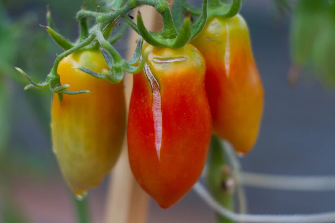 Why Are My Tomatoes Splitting? (And How Do I Prevent It?) - Minneopa ...