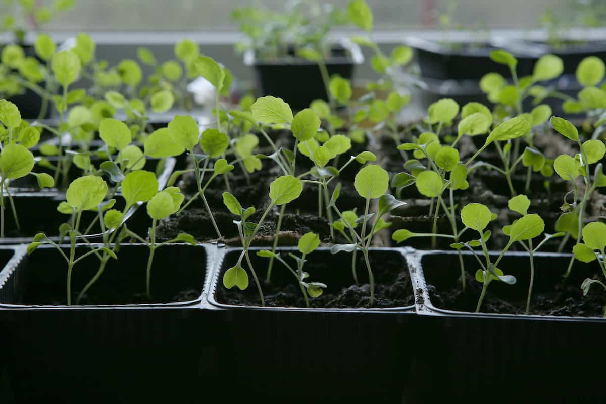 Why Are My Seedlings Dying? 11 Possible Reasons - Minneopa Orchards