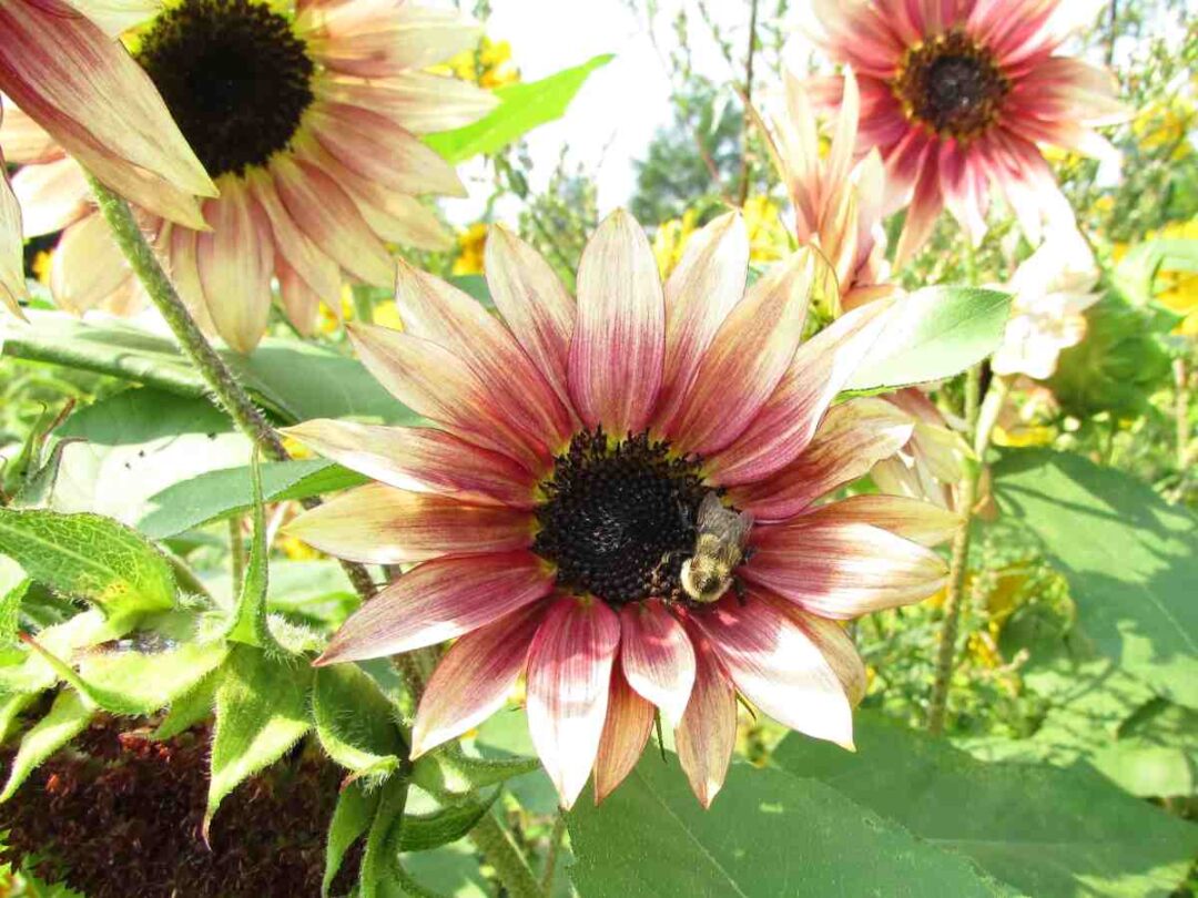 How to Grow the Beautiful Strawberry Blonde Sunflower - Minneopa Orchards