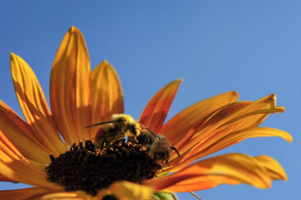 Soraya Sunflower: How to Plant and Nurture This Gorgeous Blossom ...