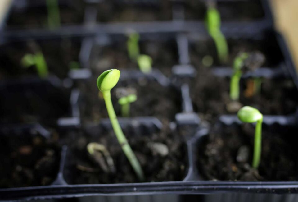 Soraya Sunflower: How to Plant and Nurture This Gorgeous Blossom ...