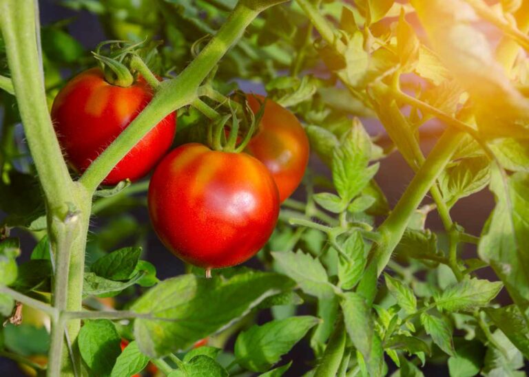 All About Planting and Growing the Supersonic Tomato - Minneopa Orchards