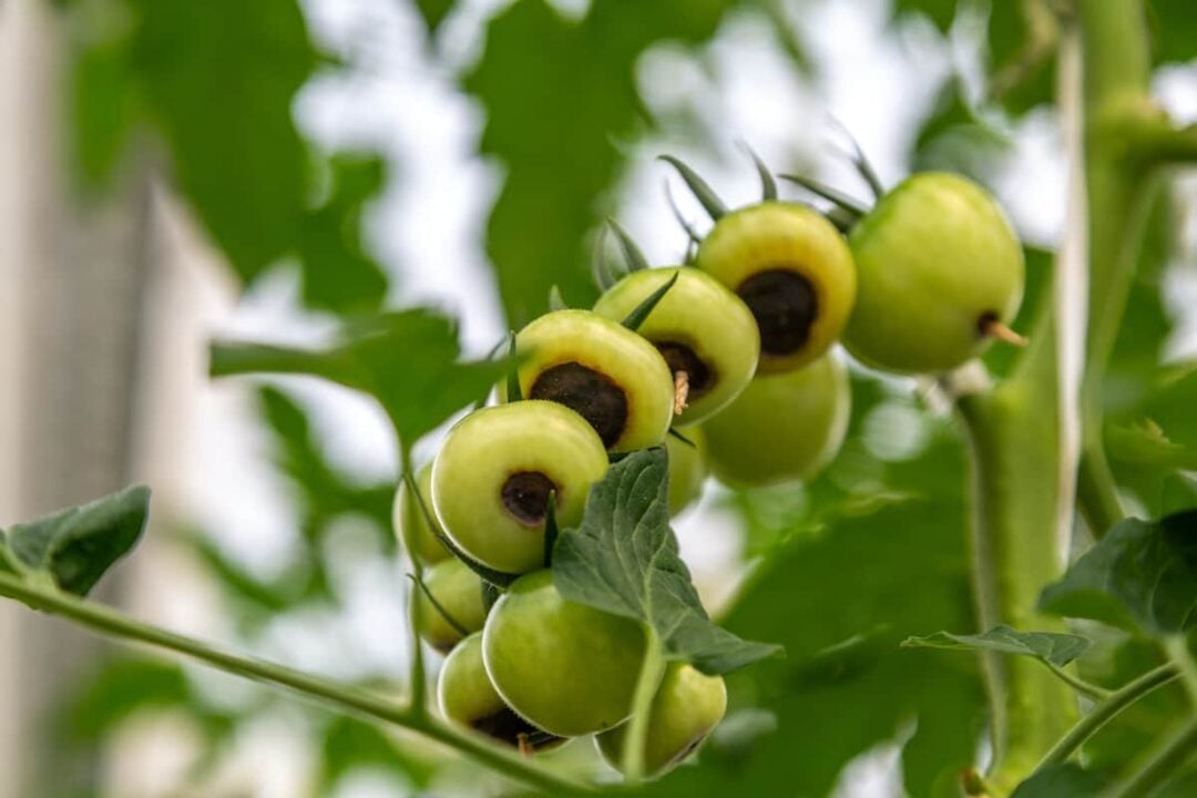 Tomato Blossom End Rot: How to Treat and Prevent It - Minneopa Orchards