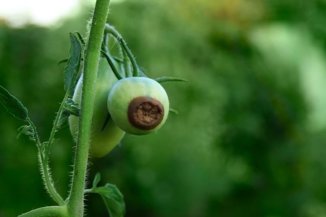 Tomato Blossom End Rot: How to Treat and Prevent It - Minneopa Orchards