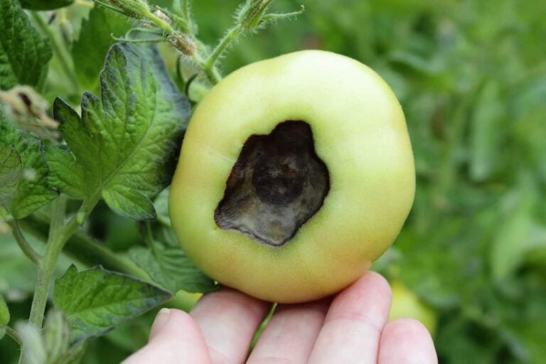 Tomato Blossom End Rot: How to Treat and Prevent It - Minneopa Orchards