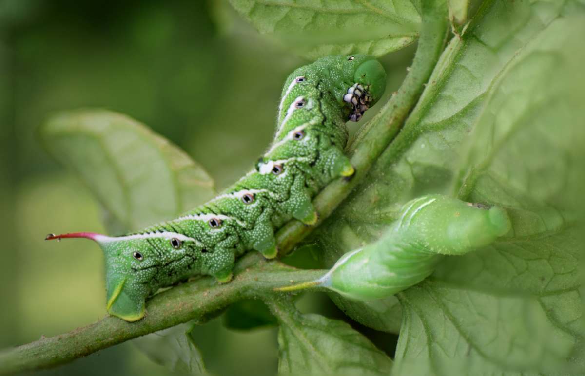 All About the Oregon Spring Tomato - Minneopa Orchards