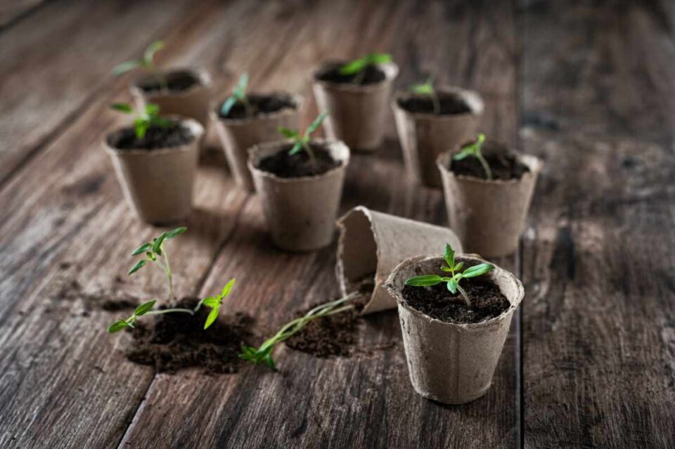 All About Planting and Growing the Supersonic Tomato - Minneopa Orchards