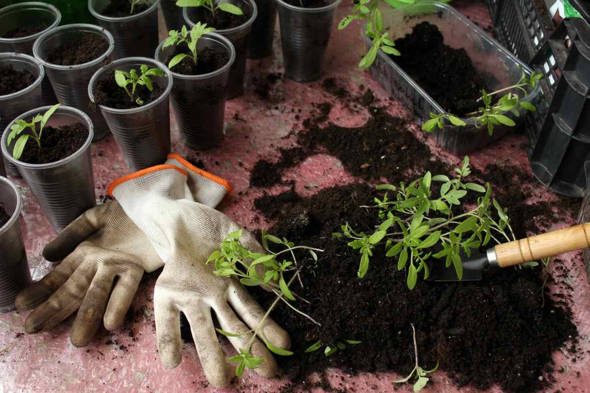 All About Planting and Harvesting the Delicious Momotaro Tomato ...