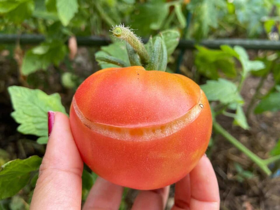 Why Are My Tomatoes Splitting? (And How Do I Prevent It?) - Minneopa Orchards
