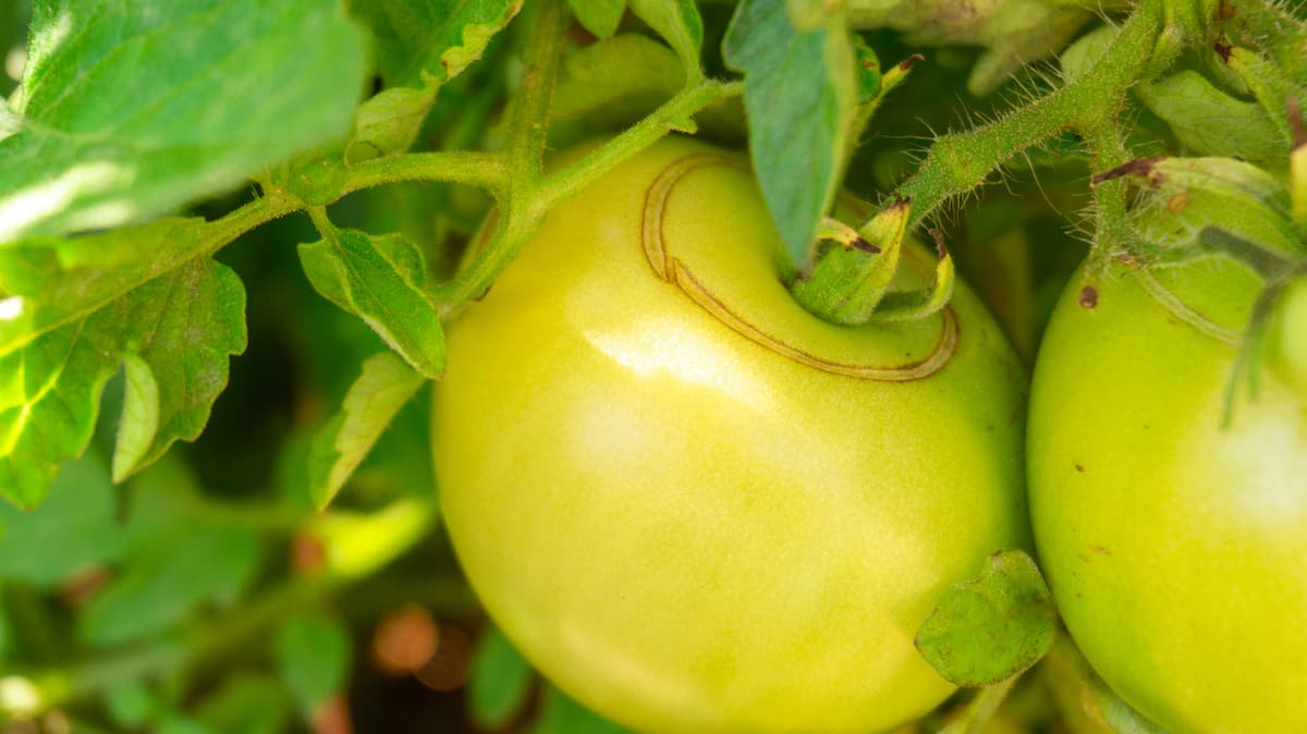 Why Are My Tomatoes Splitting? (And How Do I Prevent It?) - Minneopa ...