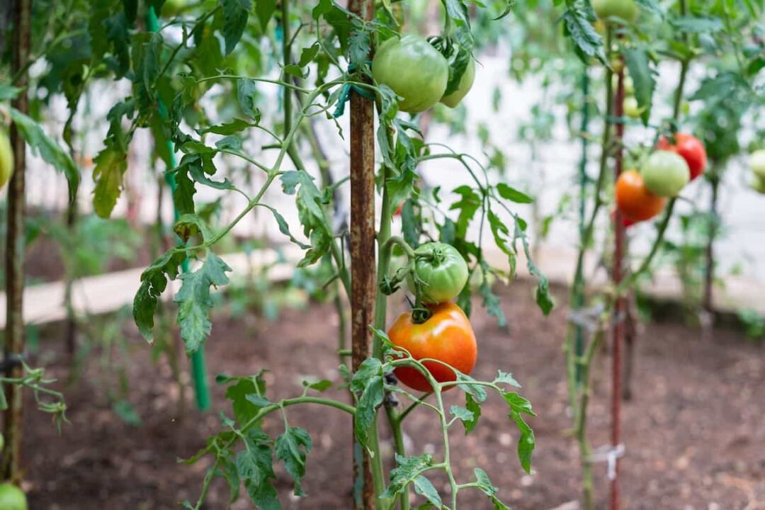 The Best Tomato Stakes For Healthy Tomato Plants - Minneopa Orchards