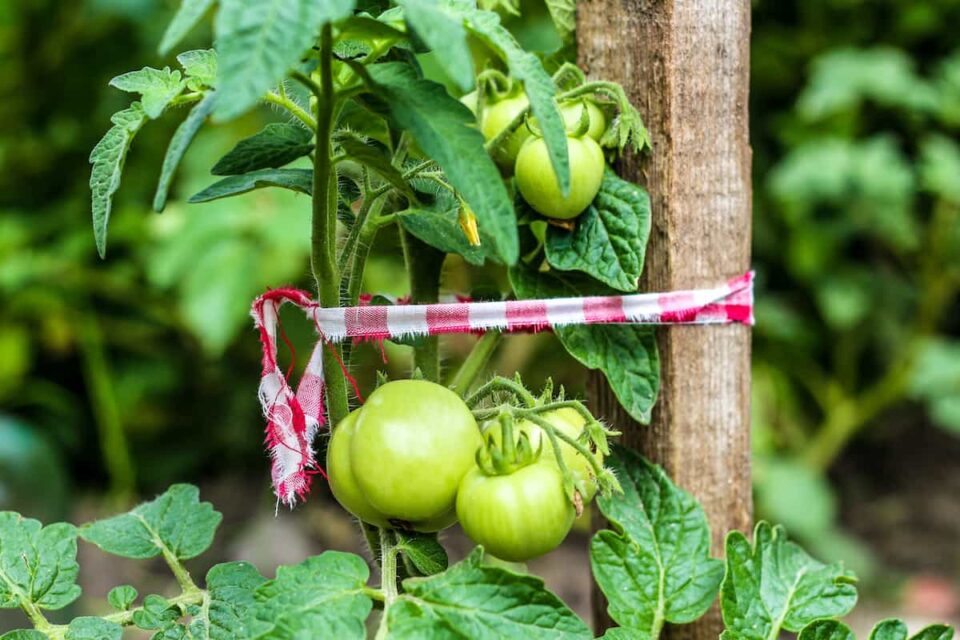 How to Stake Tomatoes the Right Way - Minneopa Orchards