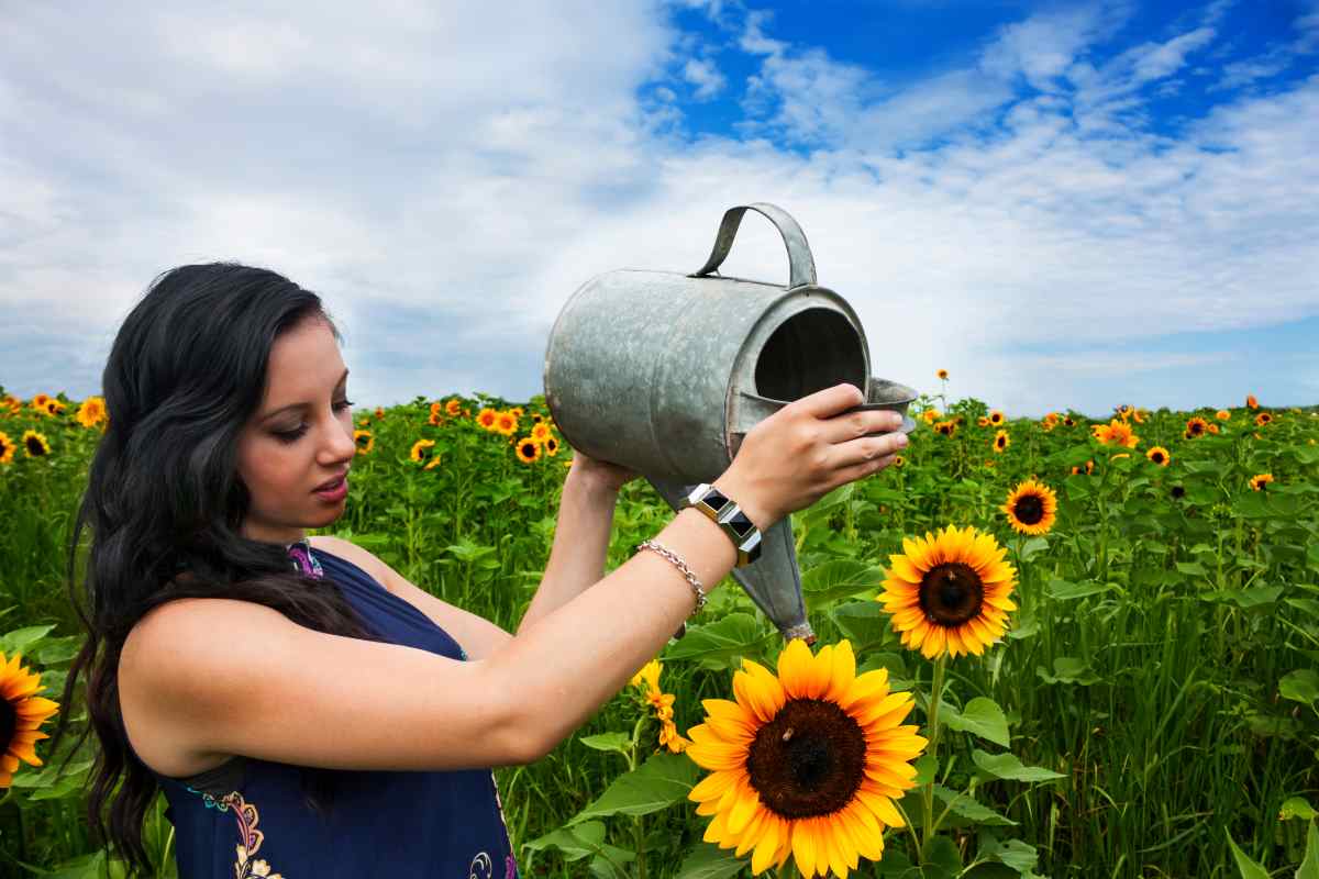 How to Grow the Beautiful Strawberry Blonde Sunflower - Minneopa Orchards