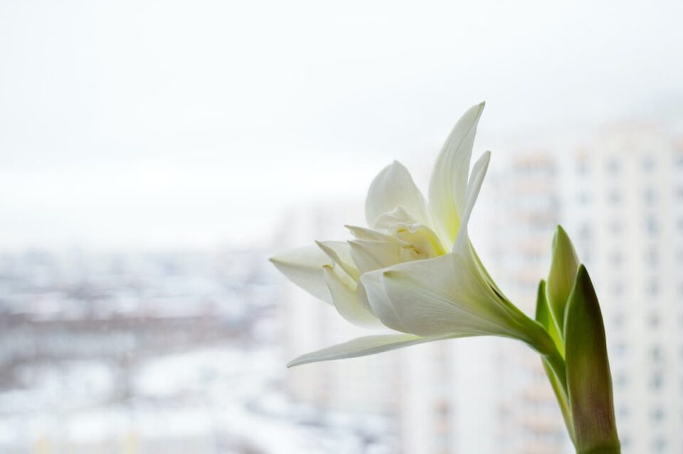 Indoor Winter Gardening: How to Grow Food and Plants Indoors During ...