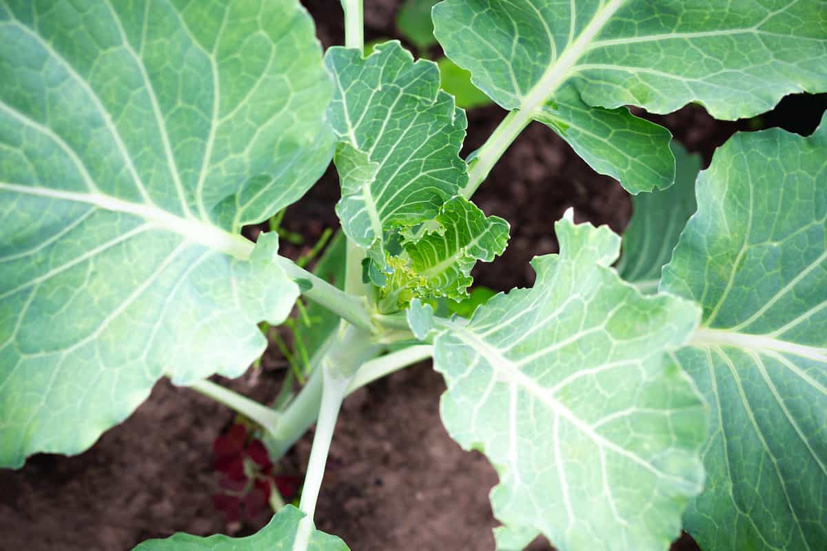 How to Plant Cabbage - Minneopa Orchards