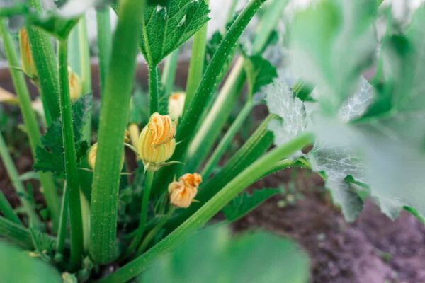 How to Plant Zucchini - Minneopa Orchards