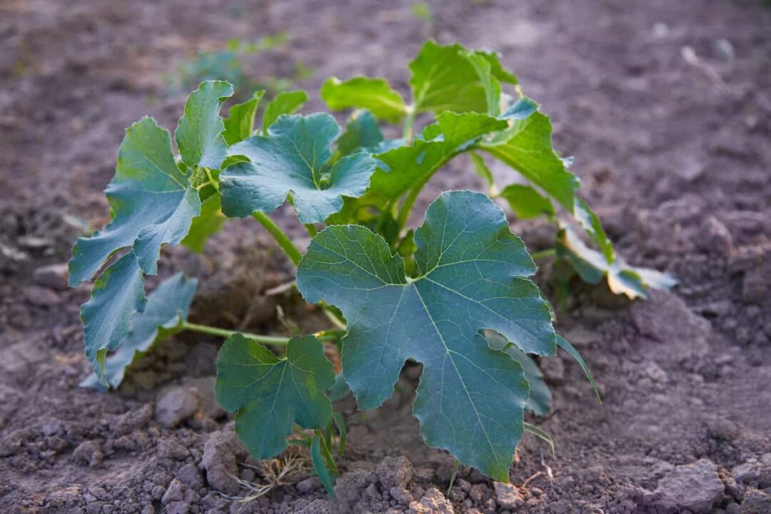 How to Plant Zucchini - Minneopa Orchards