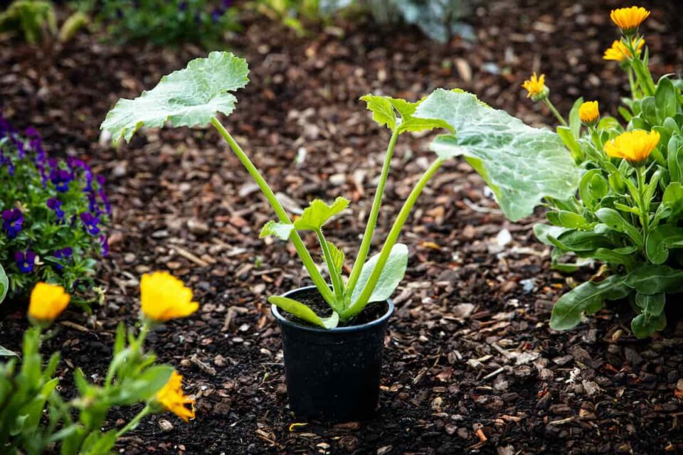How to Plant Zucchini - Minneopa Orchards