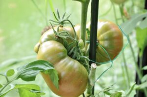 All About The Colorful Ananas Noire Tomato - Minneopa Orchards