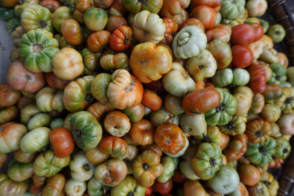All About The Colorful Ananas Noire Tomato - Minneopa Orchards