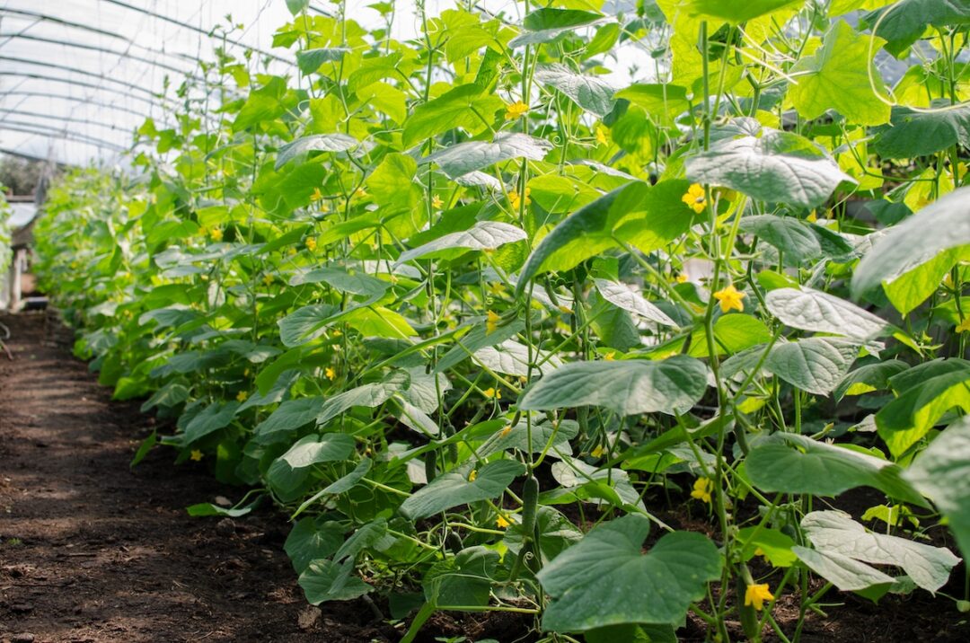 The Vigorous Bush Champion Cucumber - Minneopa Orchards