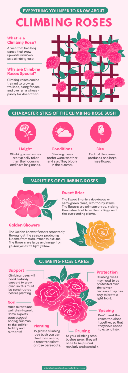 Beautiful Climbing Roses: How To Grow, Care For, and Prune Climbing ...