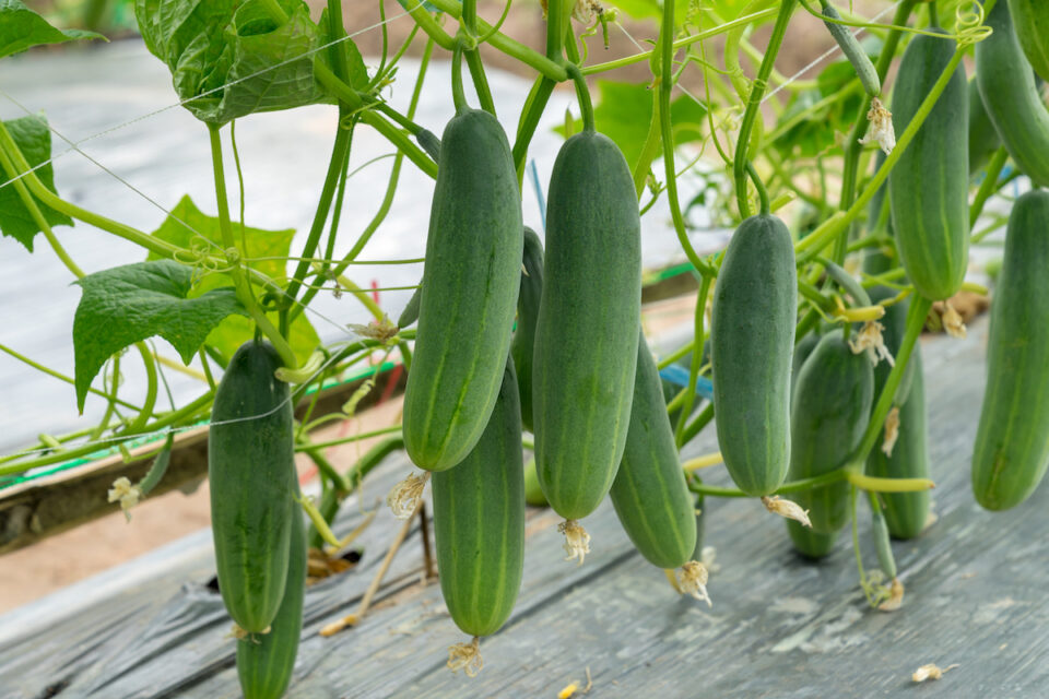 The Vigorous Bush Champion Cucumber - Minneopa Orchards