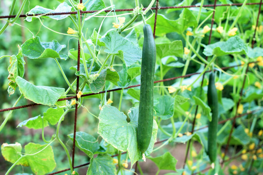 The 7 Best Cucumber Trellises - Minneopa Orchards