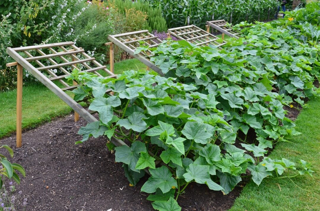 The 7 Best Cucumber Trellises - Minneopa Orchards