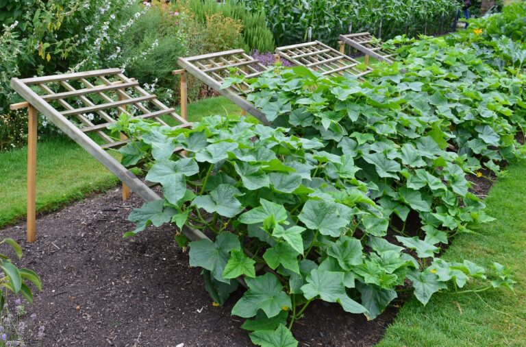The Curious Pick-a-Bushel Cucumbers - Minneopa Orchards