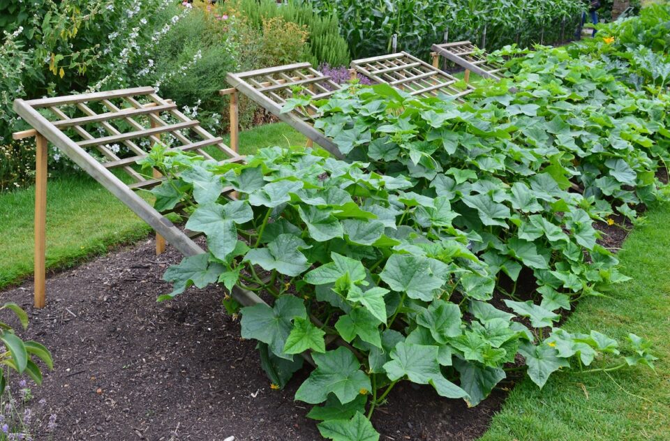 The 7 Best Cucumber Trellises - Minneopa Orchards