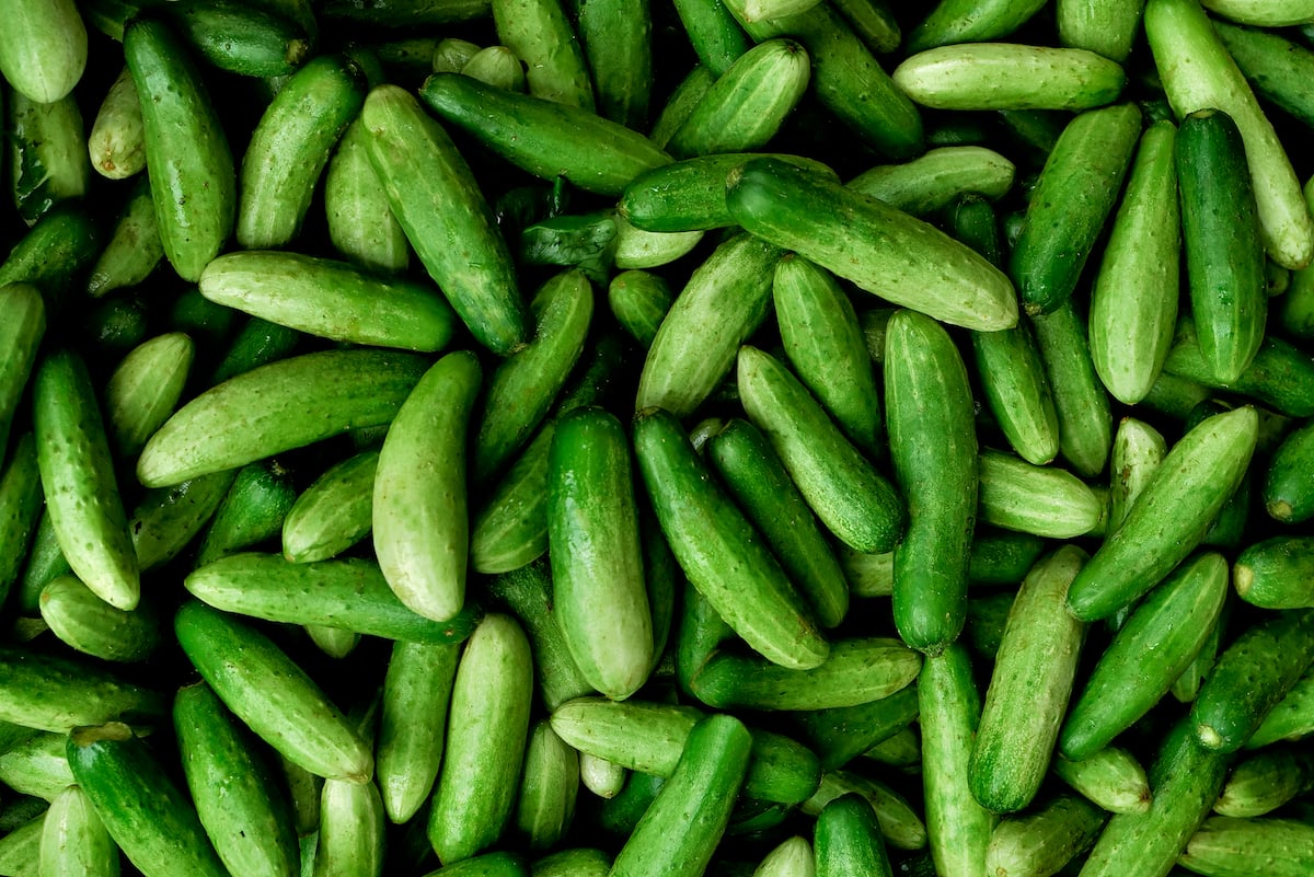 When to Pick Cucumbers for Perfect Results - Minneopa Orchards