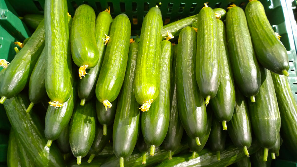 The Spectacular Diva Cucumber - Minneopa Orchards