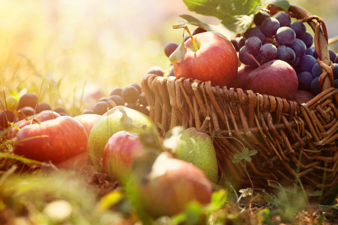 The 7 Best Fruit Picking Baskets - Minneopa Orchards