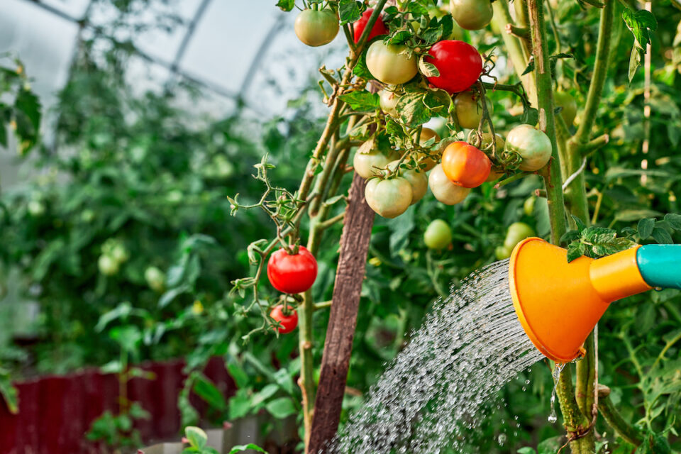The Chilly Glacier Tomato: A Cool New Addition to Your Garden ...
