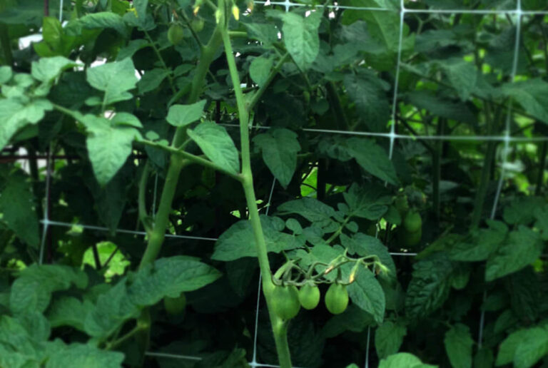 The 7 Best Cucumber Trellises - Minneopa Orchards